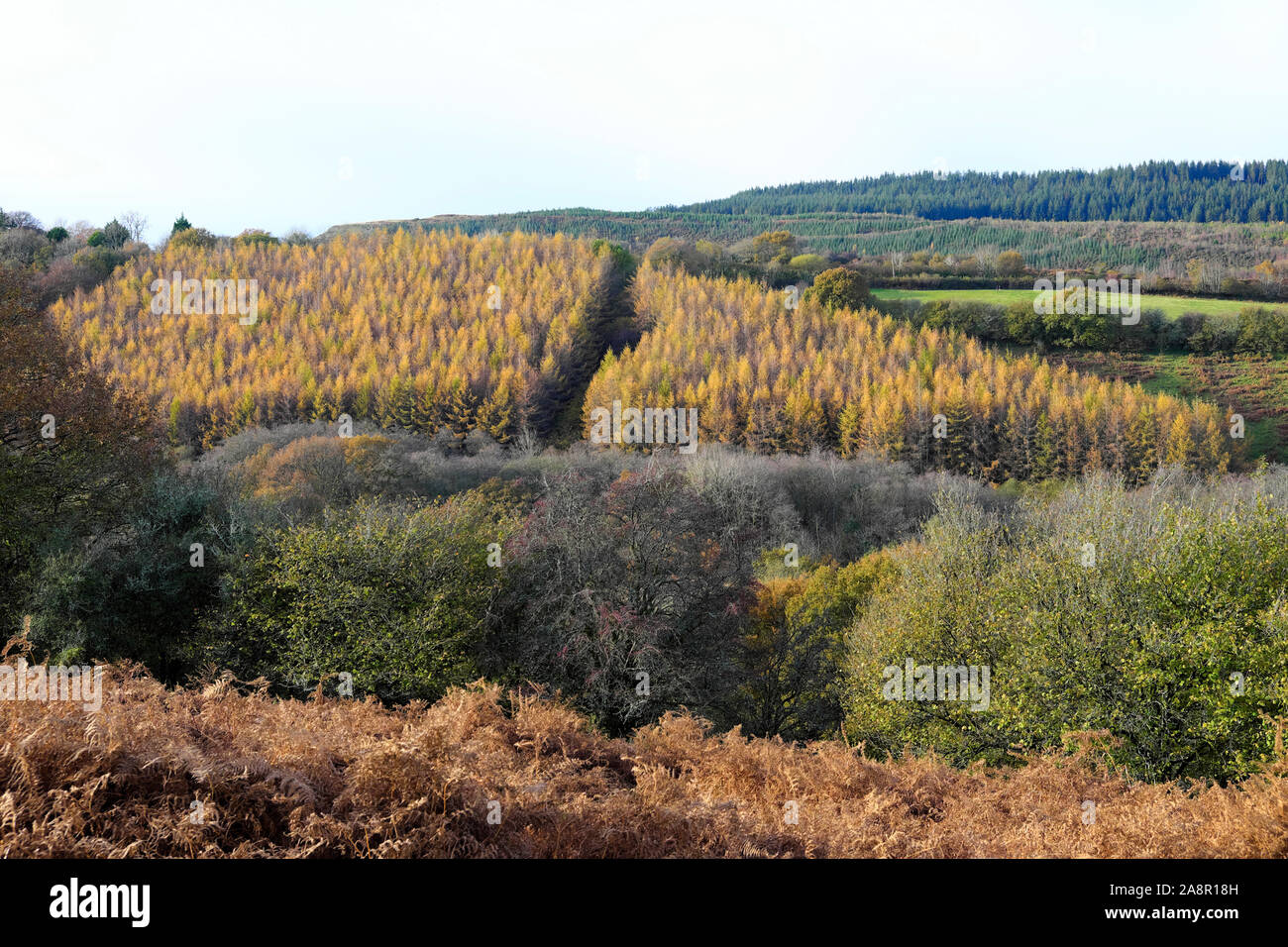 Larch tree plantation wood mixed conifer and deciduous trees larches in ...