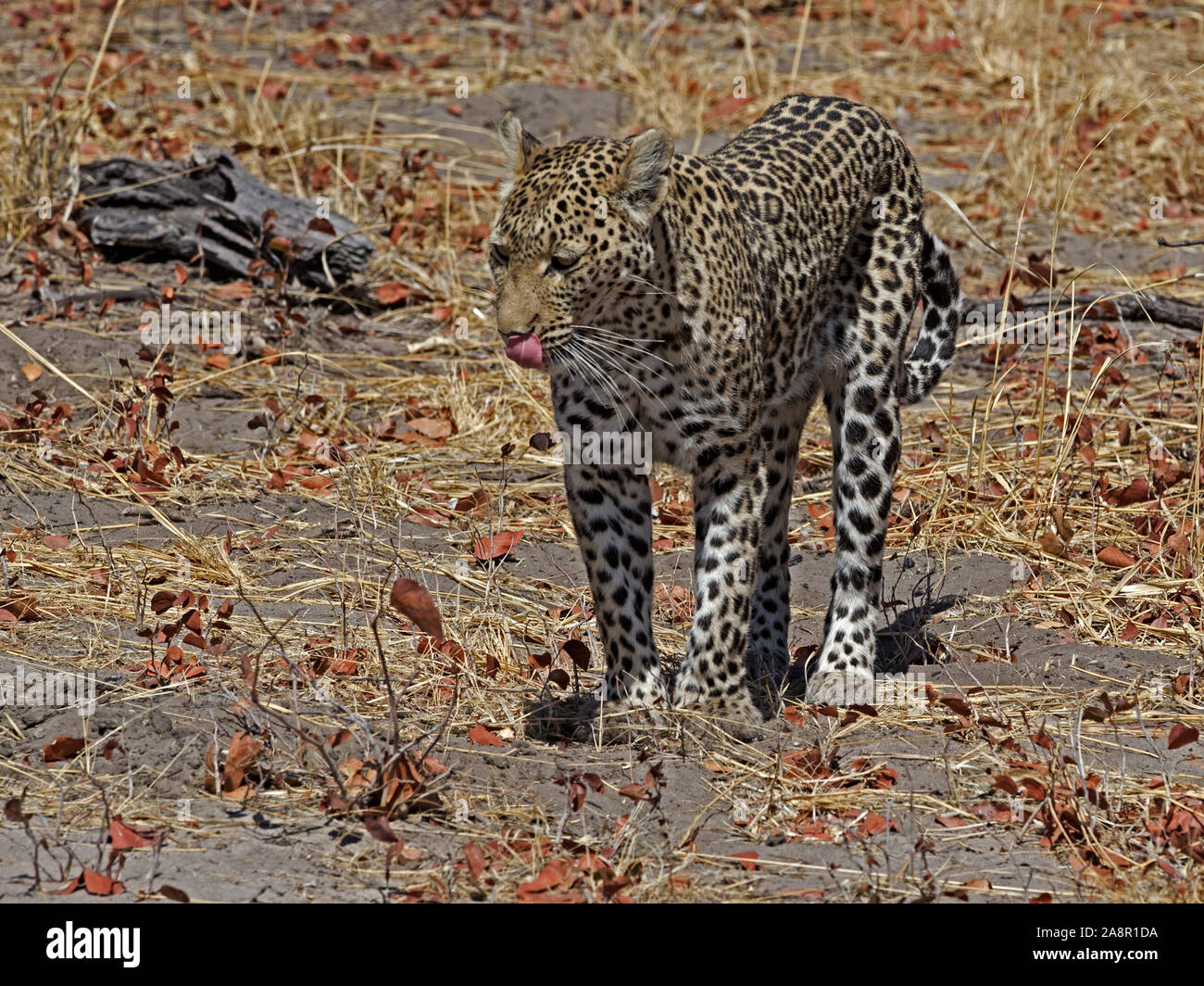 Leopard walking panthera pardus botswana hi-res stock photography and ...