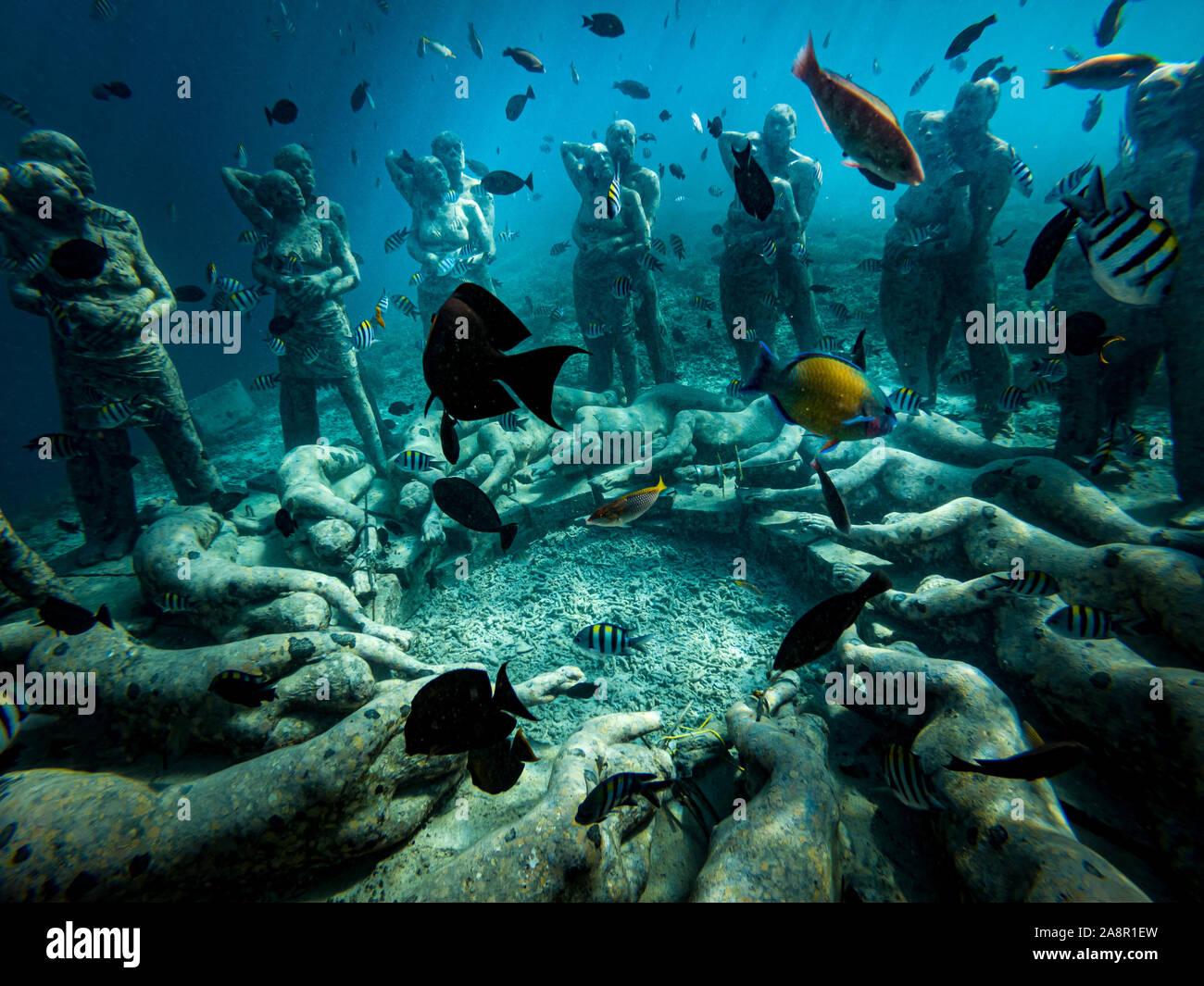 Beautiful underwater view of bask nest sculpture surrounded by colorful ...