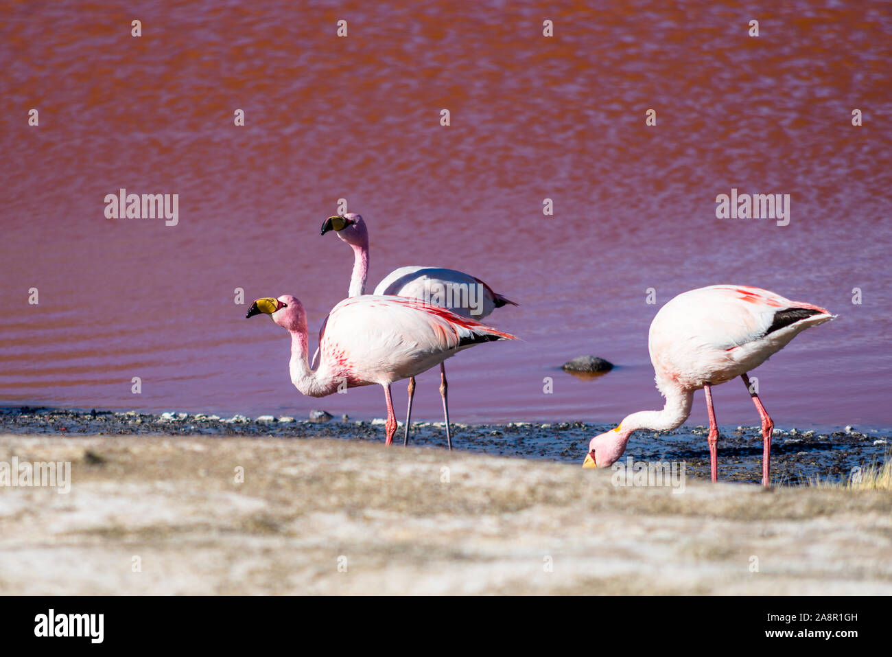 Laguna Colorada, Eduardo Avaroa National Reserve, Bolivia Stock Photo ...