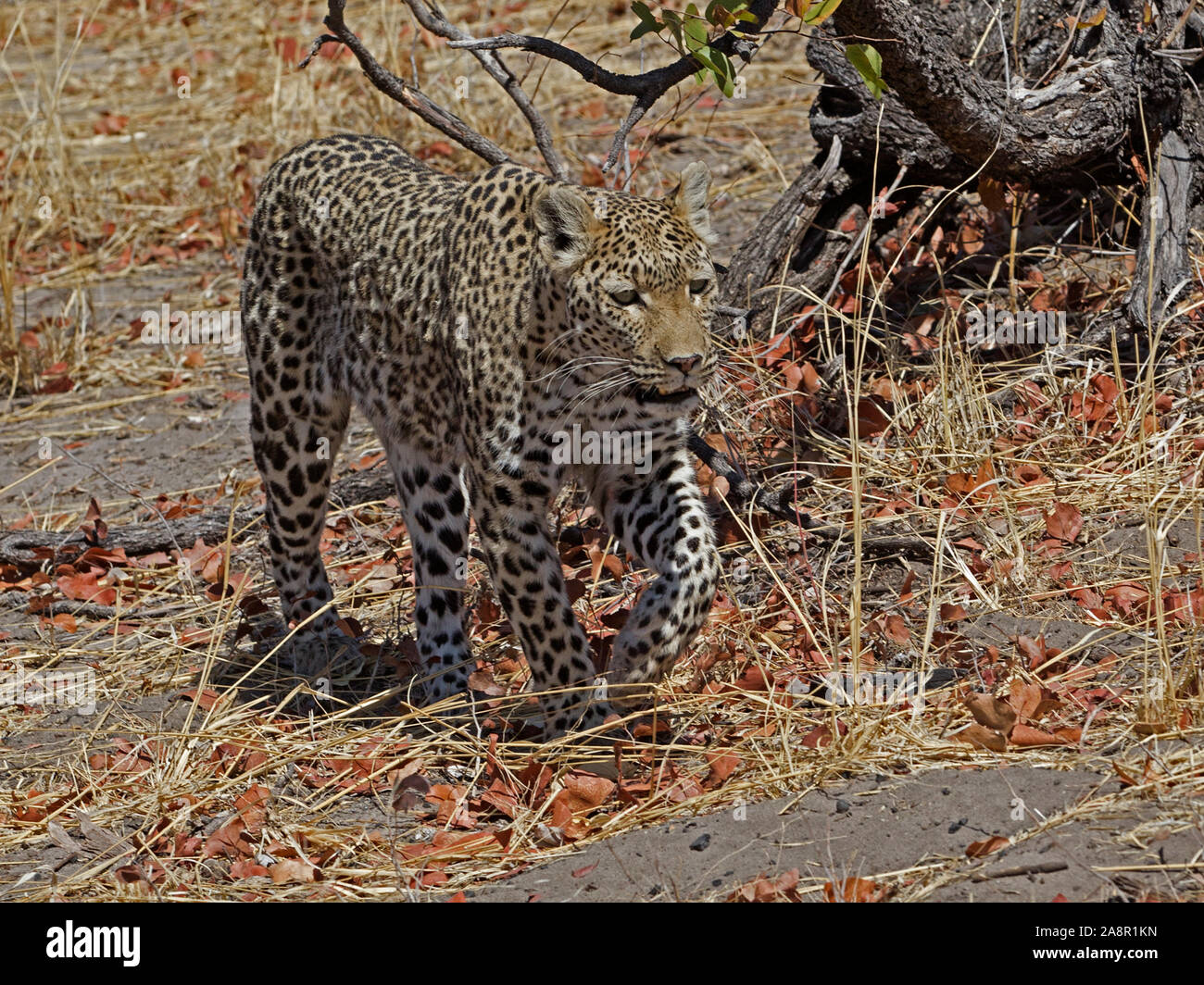 Leopard walking hi-res stock photography and images - Alamy