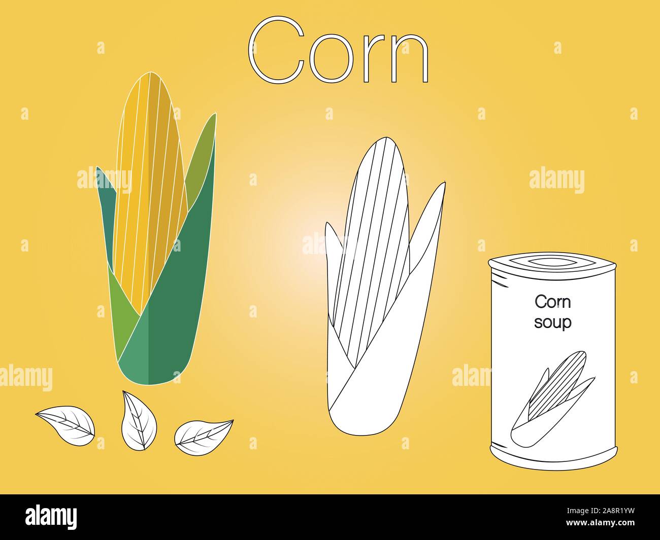 Corn sketch of organic natural vegetable. Colorful vector illustration ...