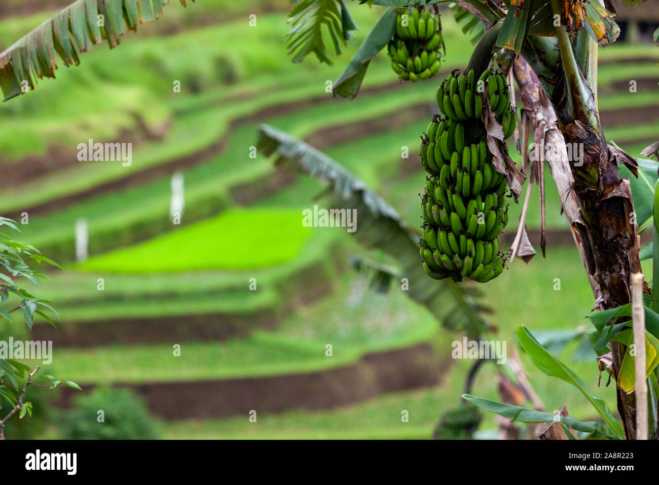 Rice field newly planted rice hi-res stock photography and images - Alamy