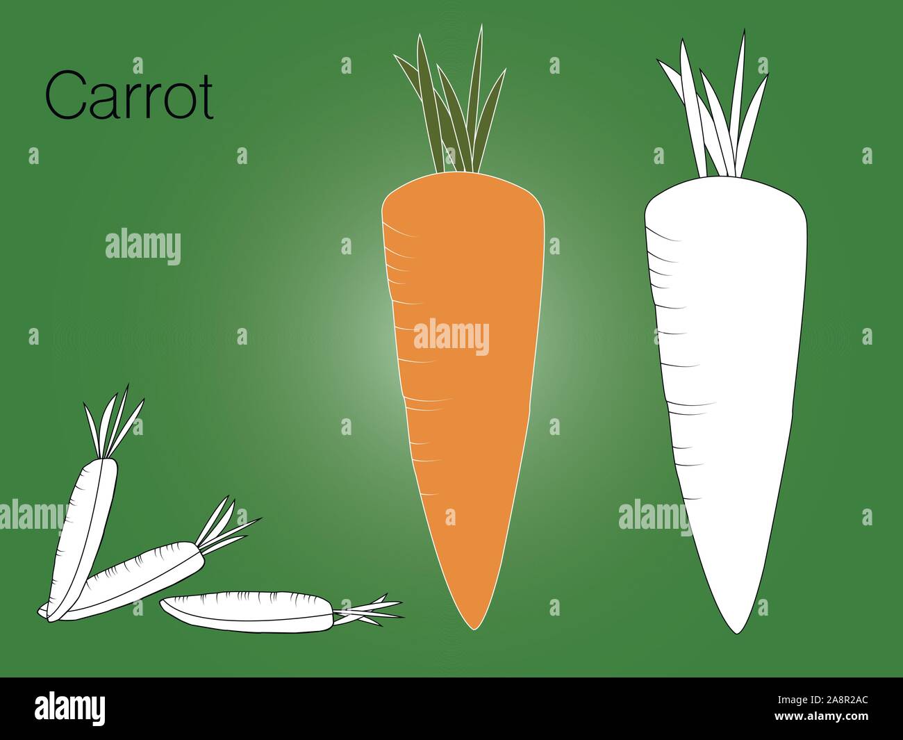 Carrot sketch of organic natural vegetable. Colorful vector ...