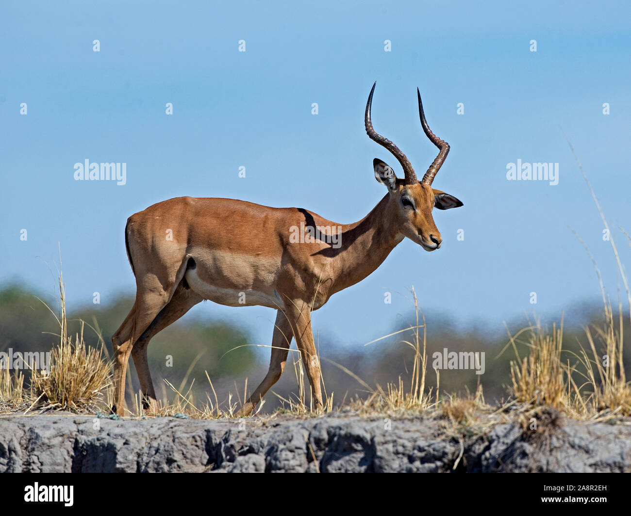 Male common impala standing Stock Photo - Alamy