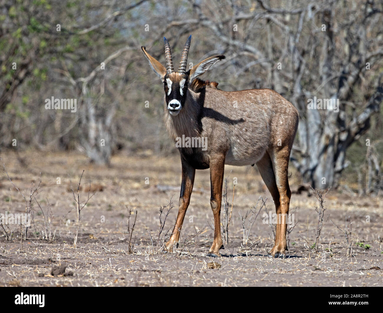 Male roan antelope standing Stock Photo - Alamy