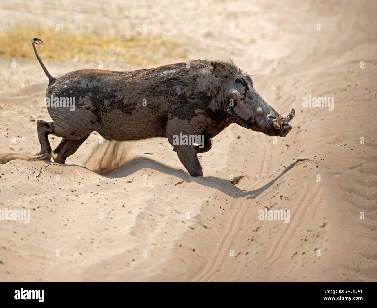 Common warthog walking Stock Photo - Alamy