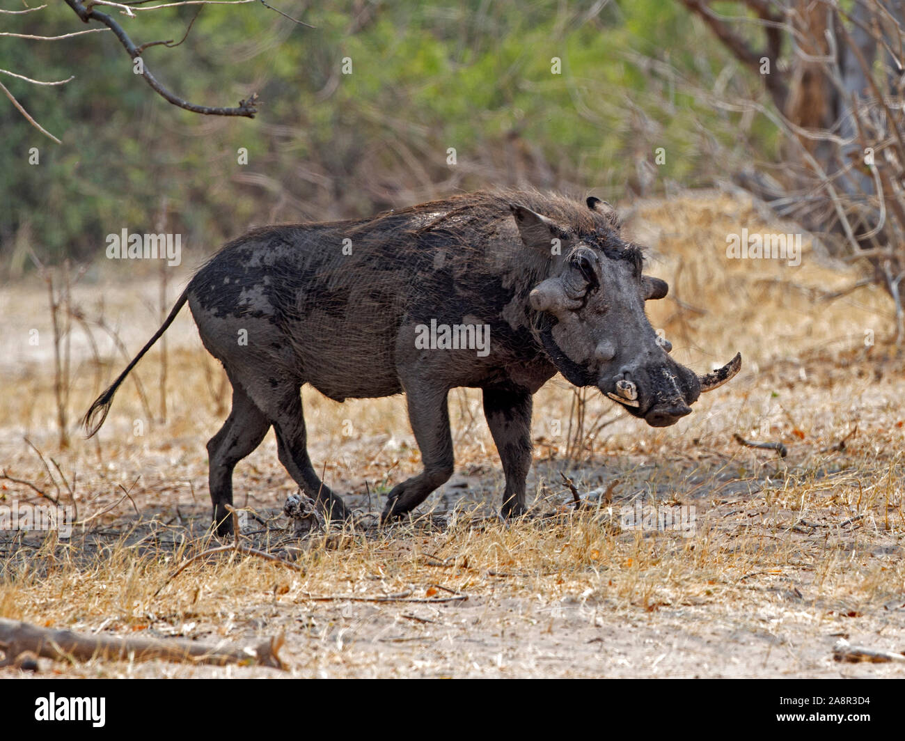 Common warthog walking Stock Photo - Alamy
