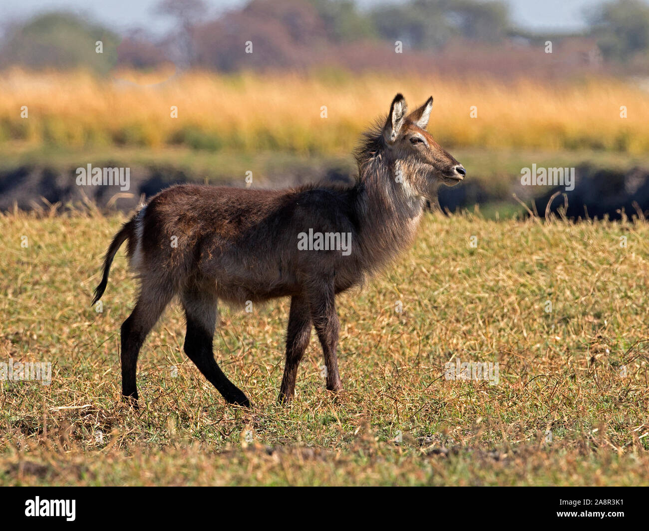 Female waterbuck hi-res stock photography and images - Alamy