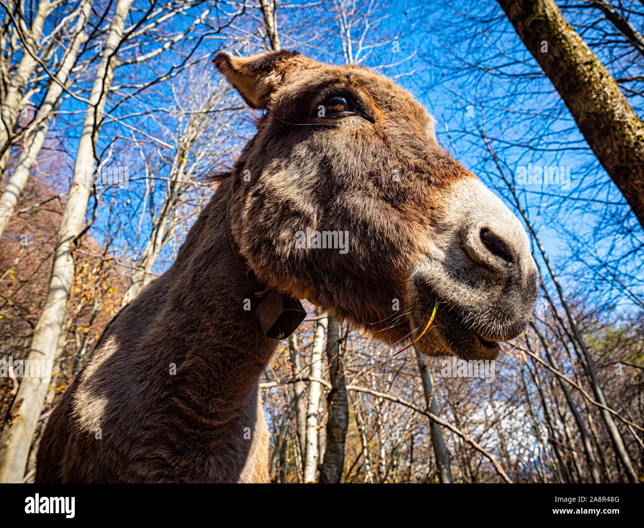 Donkey head close-up taken from below Stock Photo - Alamy