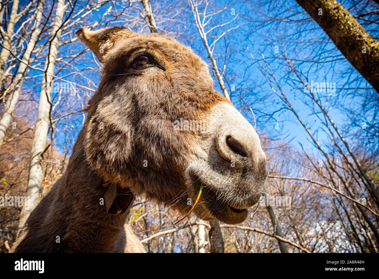 Donkey head close-up taken from below Stock Photo - Alamy