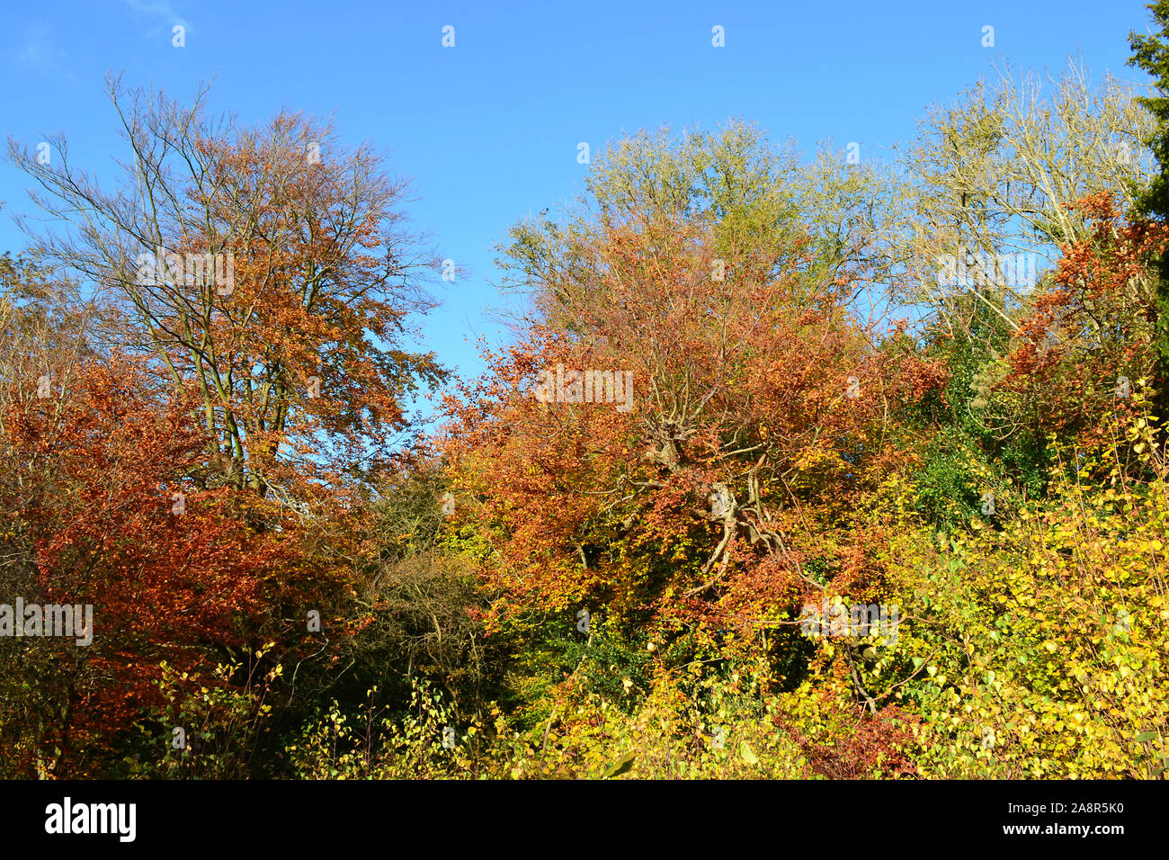 Autumnal country scenes near Downe village, North Downs, Kent. Popular ...