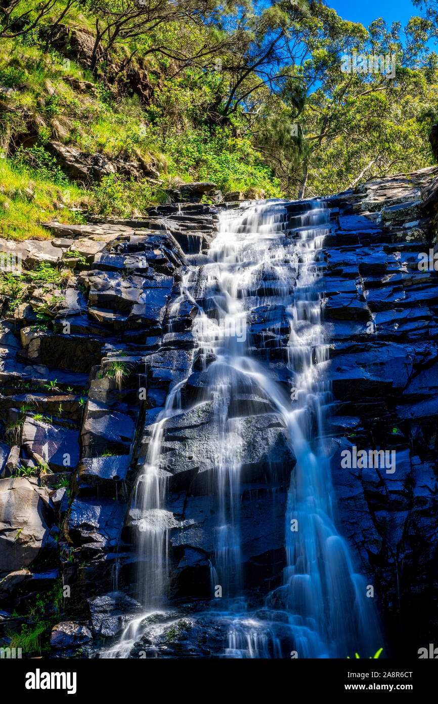 Sheoak forest hi-res stock photography and images - Alamy