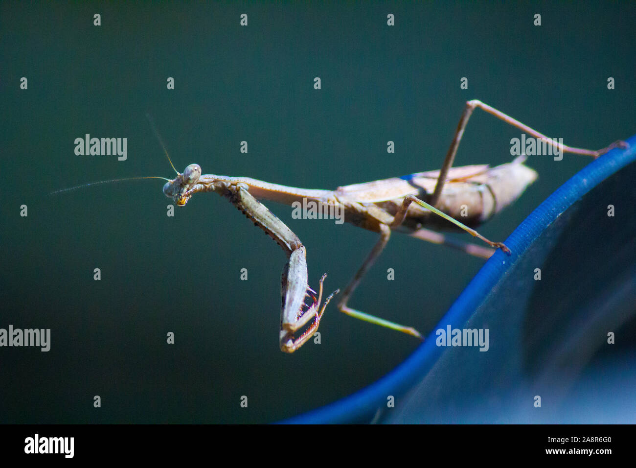 Happy mantis hi-res stock photography and images - Alamy