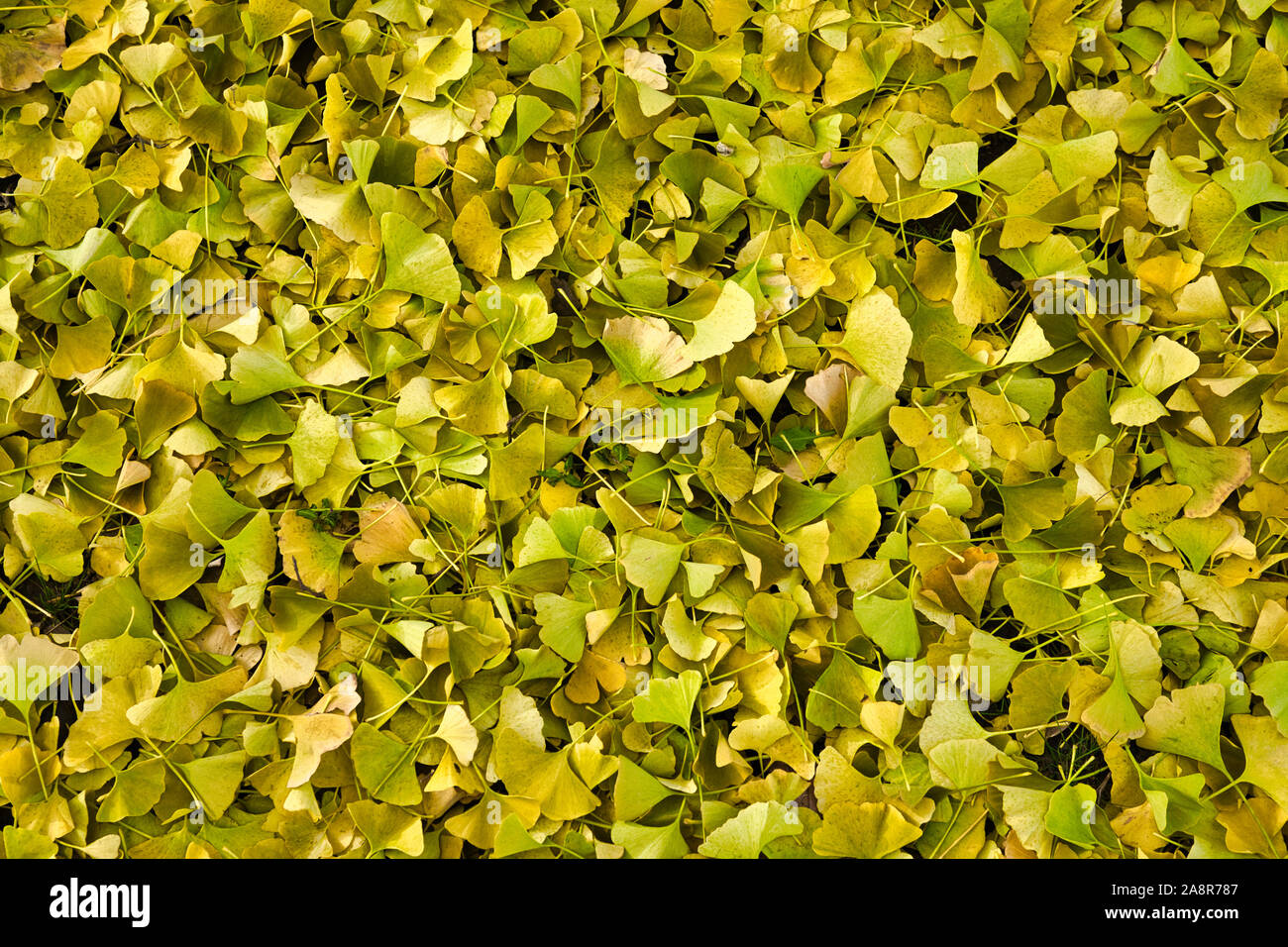 Wide shot of Ginkgo biloba fallen leaves backround Stock Photo - Alamy