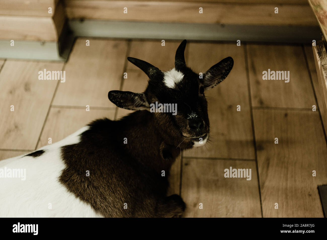 cute goat looking at camera in zoo Stock Photo - Alamy