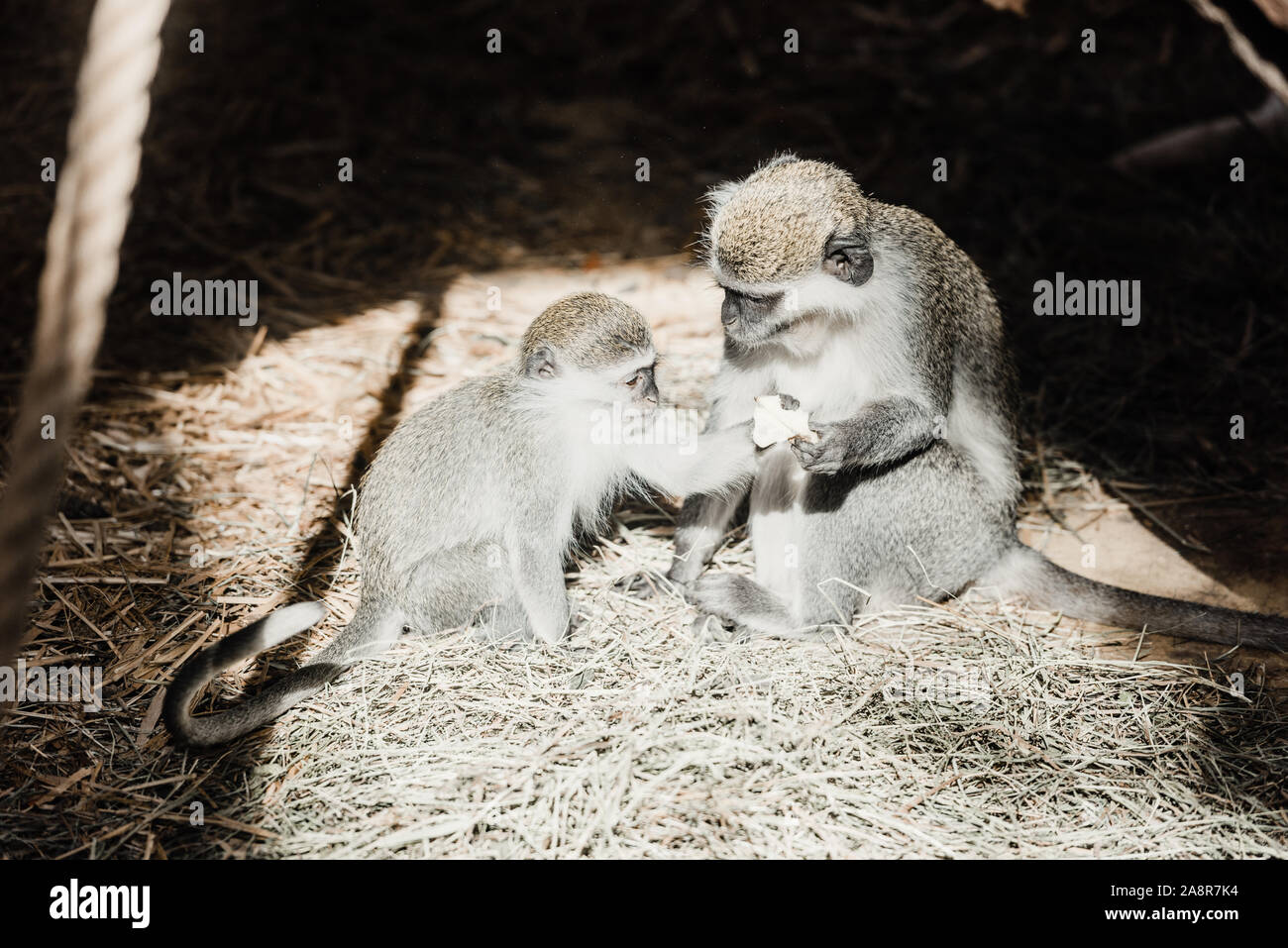 Sunlight monkeys hi-res stock photography and images - Alamy