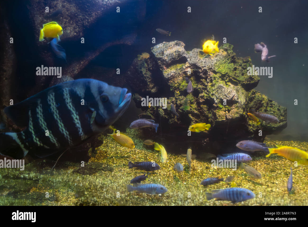 Saltwater biotope hi-res stock photography and images - Alamy