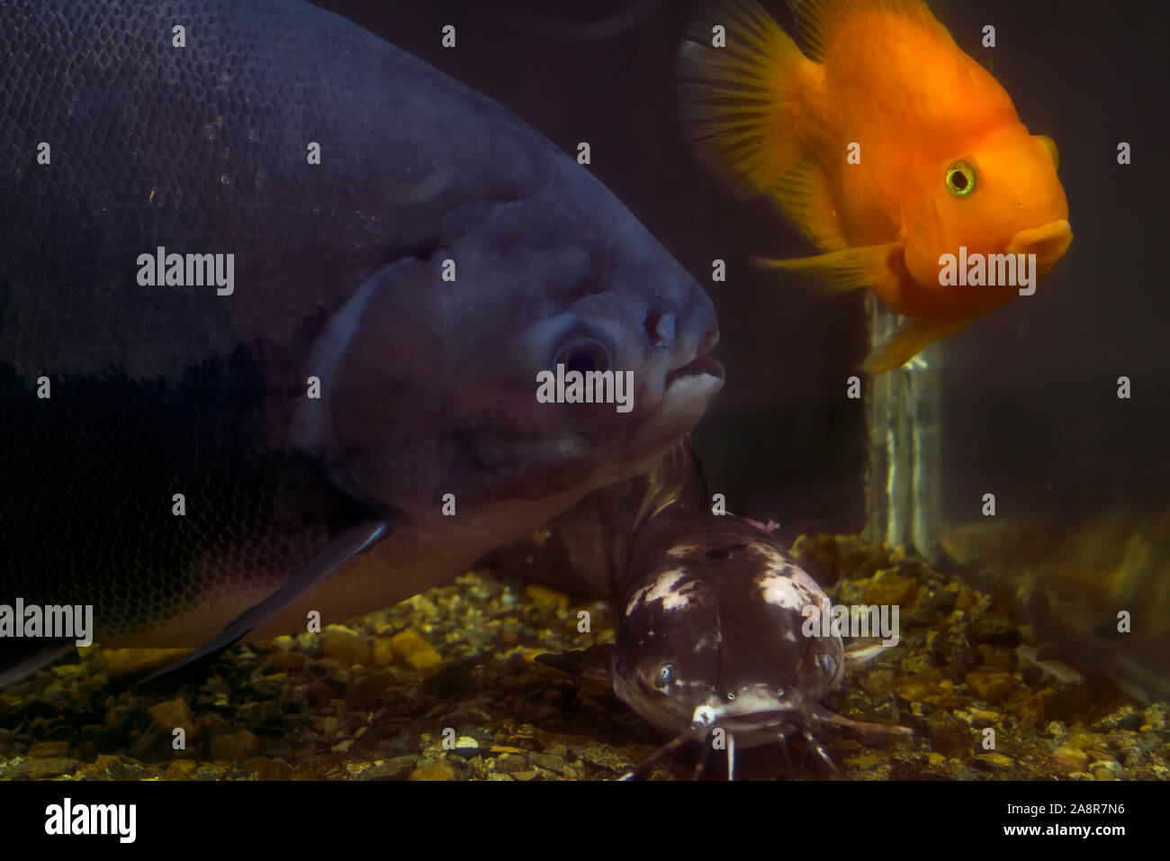 Saltwater biotope hi-res stock photography and images - Alamy