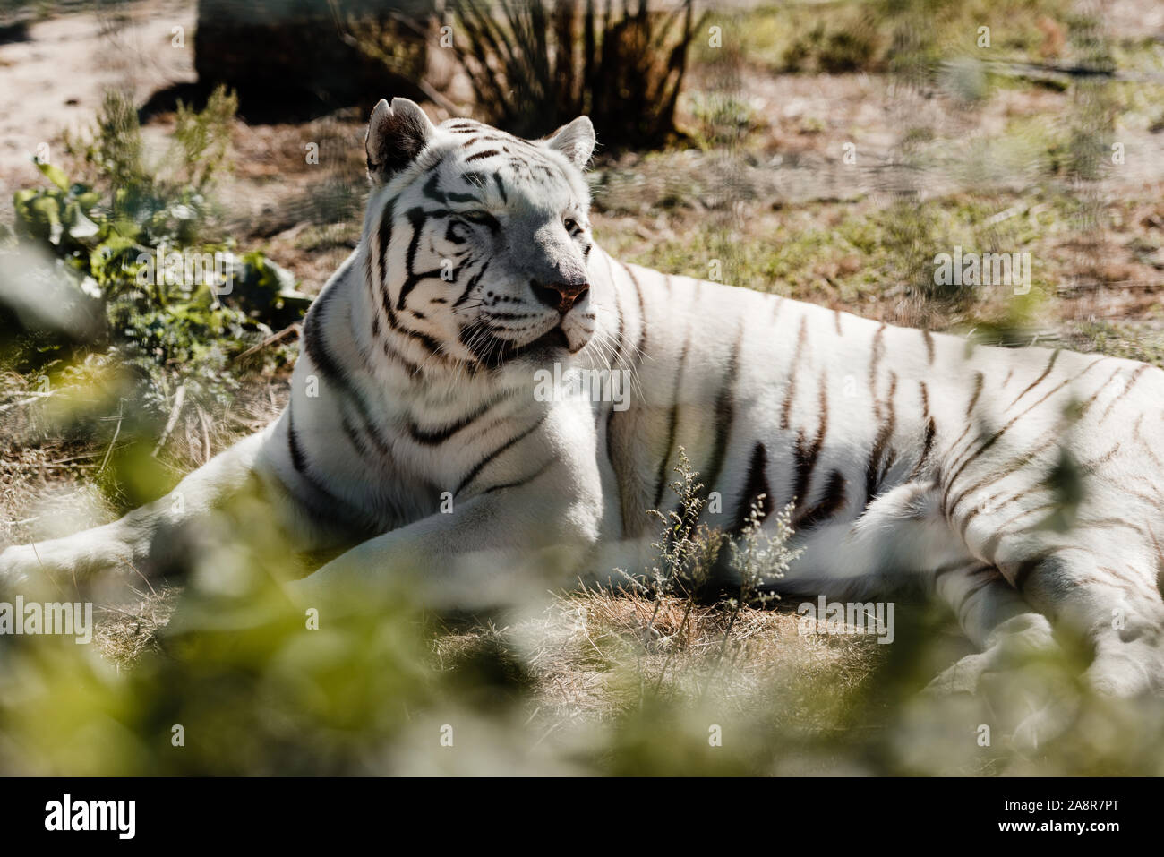 Tiger resting on ground hi-res stock photography and images - Alamy