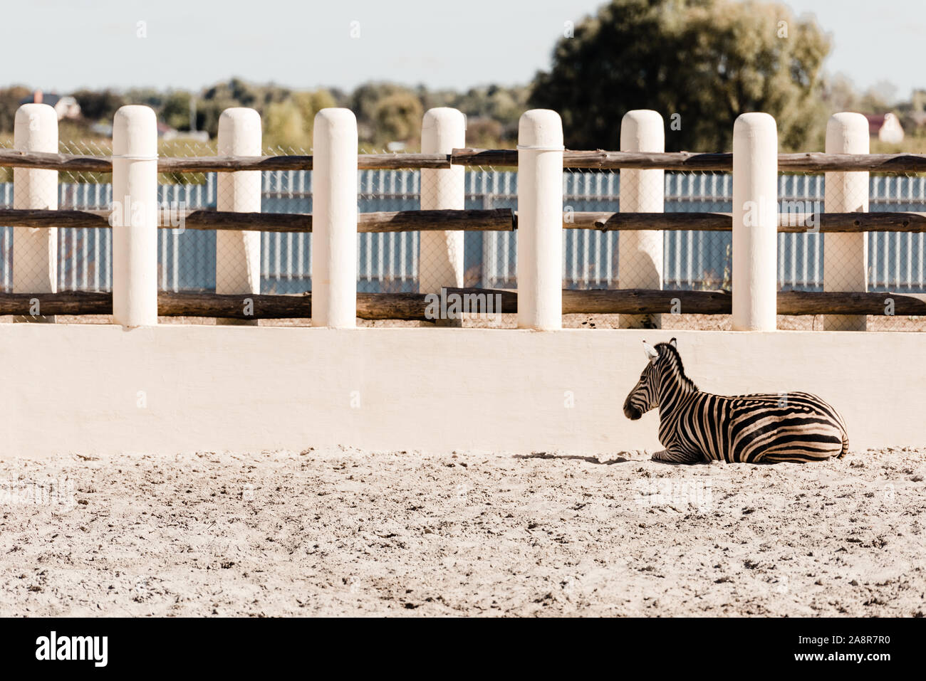 striped zebra lying on sand near fence Stock Photo - Alamy