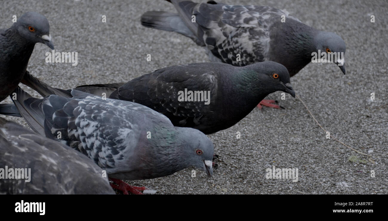 Flock of urban pigeons hi-res stock photography and images - Alamy