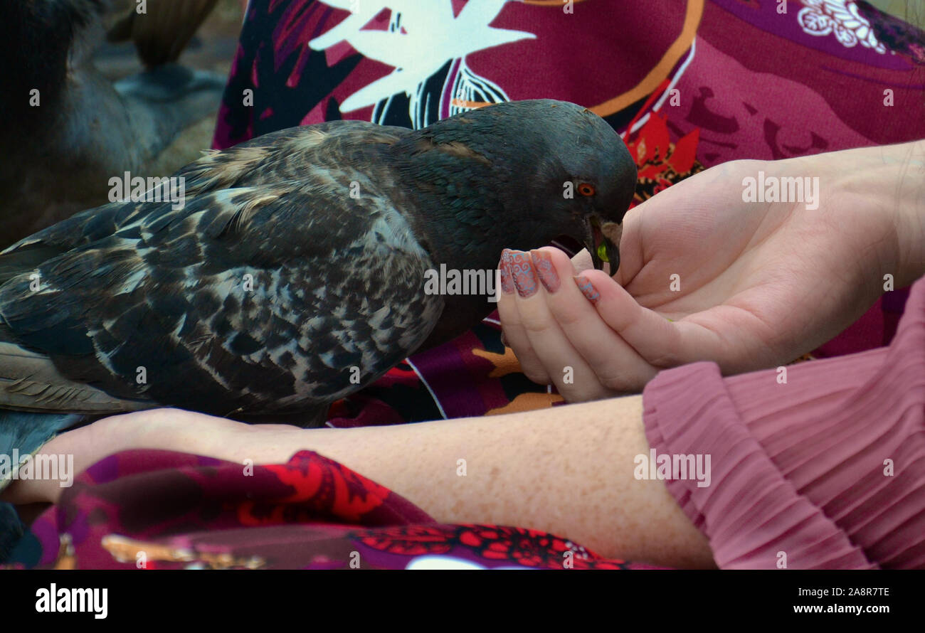 Feral pigeon beak hi-res stock photography and images - Alamy