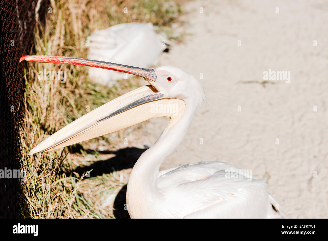 selective focus of pelican with big beak screaming in zoo Stock Photo ...