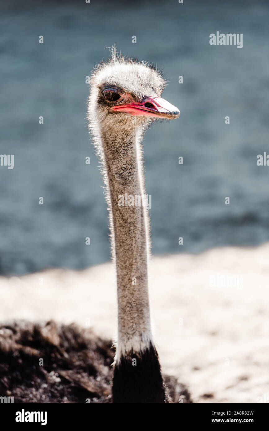 ostrich with long neck standing outside in zoo Stock Photo - Alamy