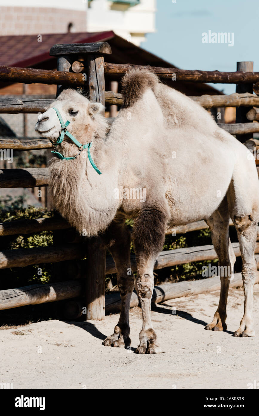 cute camel walking near wooden fence in zoo Stock Photo - Alamy