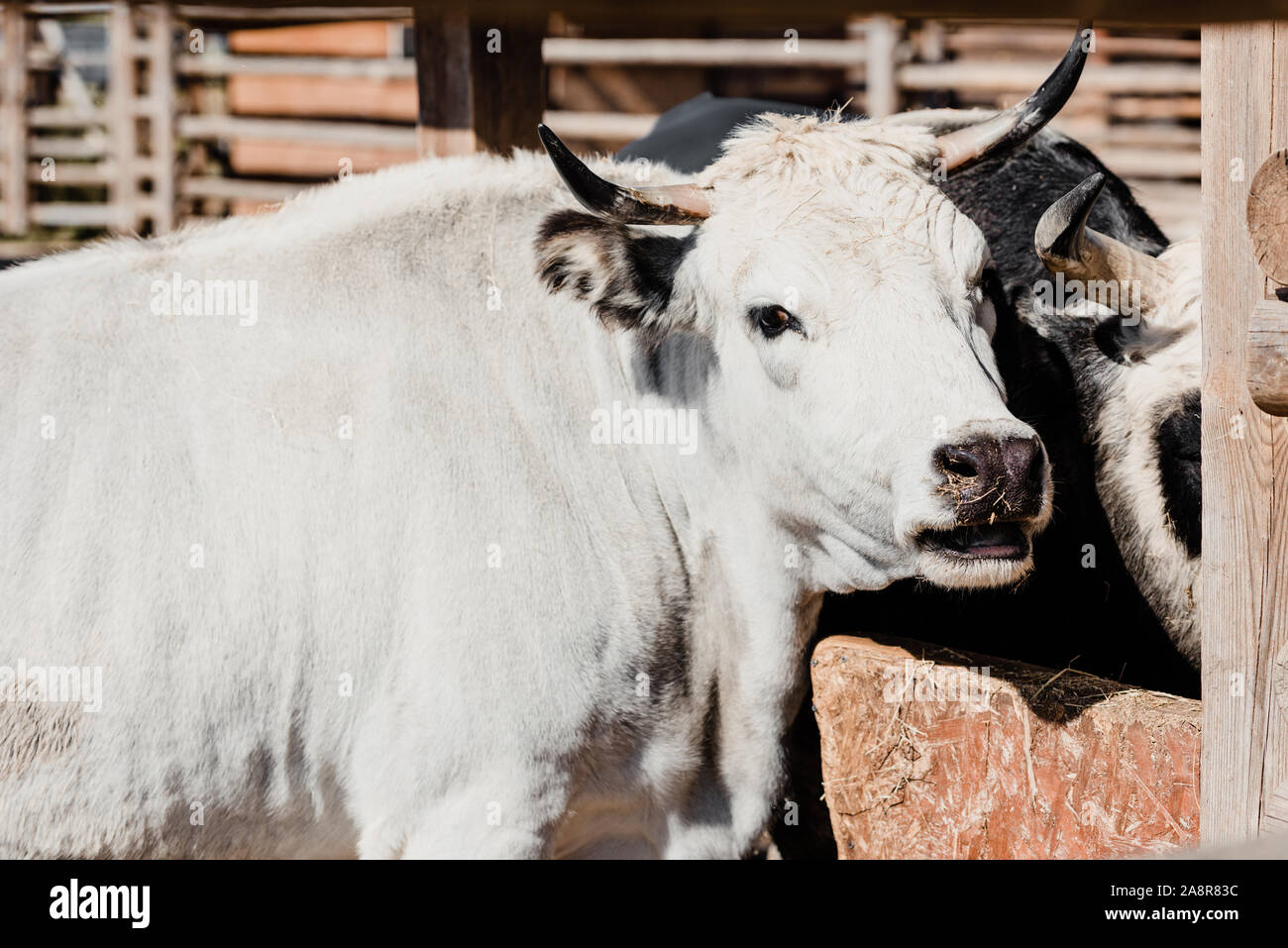 White bulls hi-res stock photography and images - Alamy