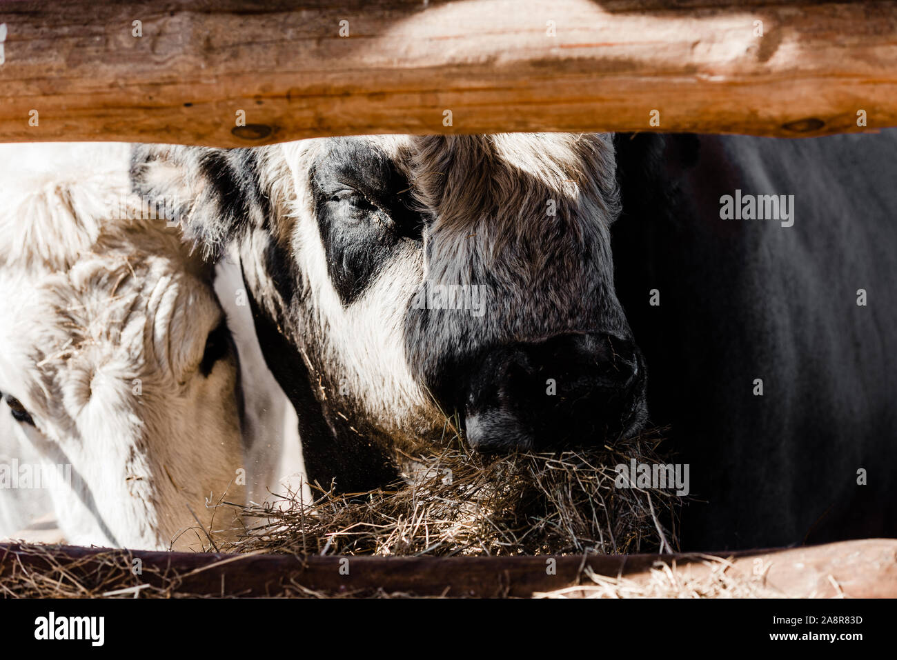 selective focus of bull eating hay near wooden fence Stock Photo - Alamy