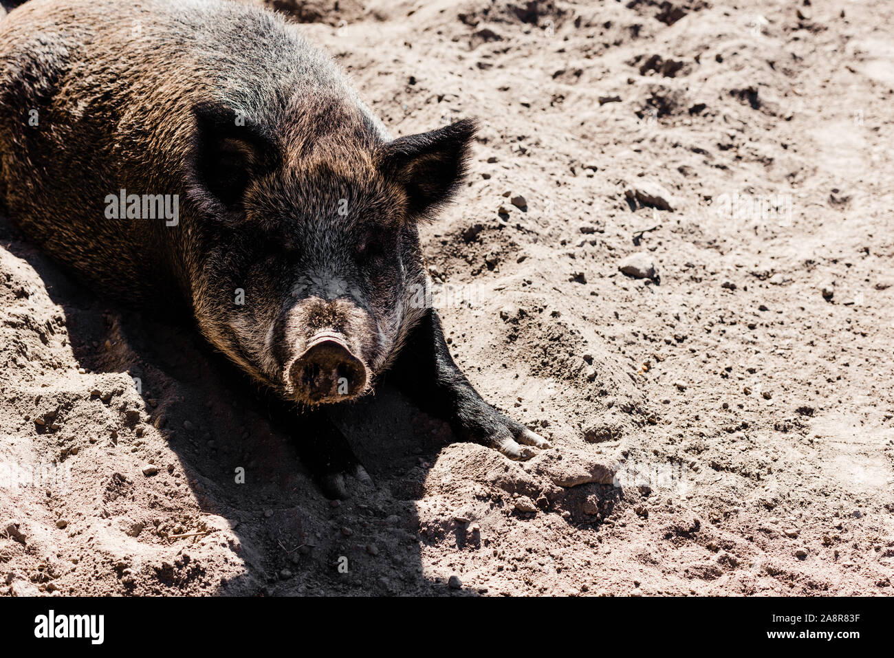 Pig in sand hi-res stock photography and images - Alamy