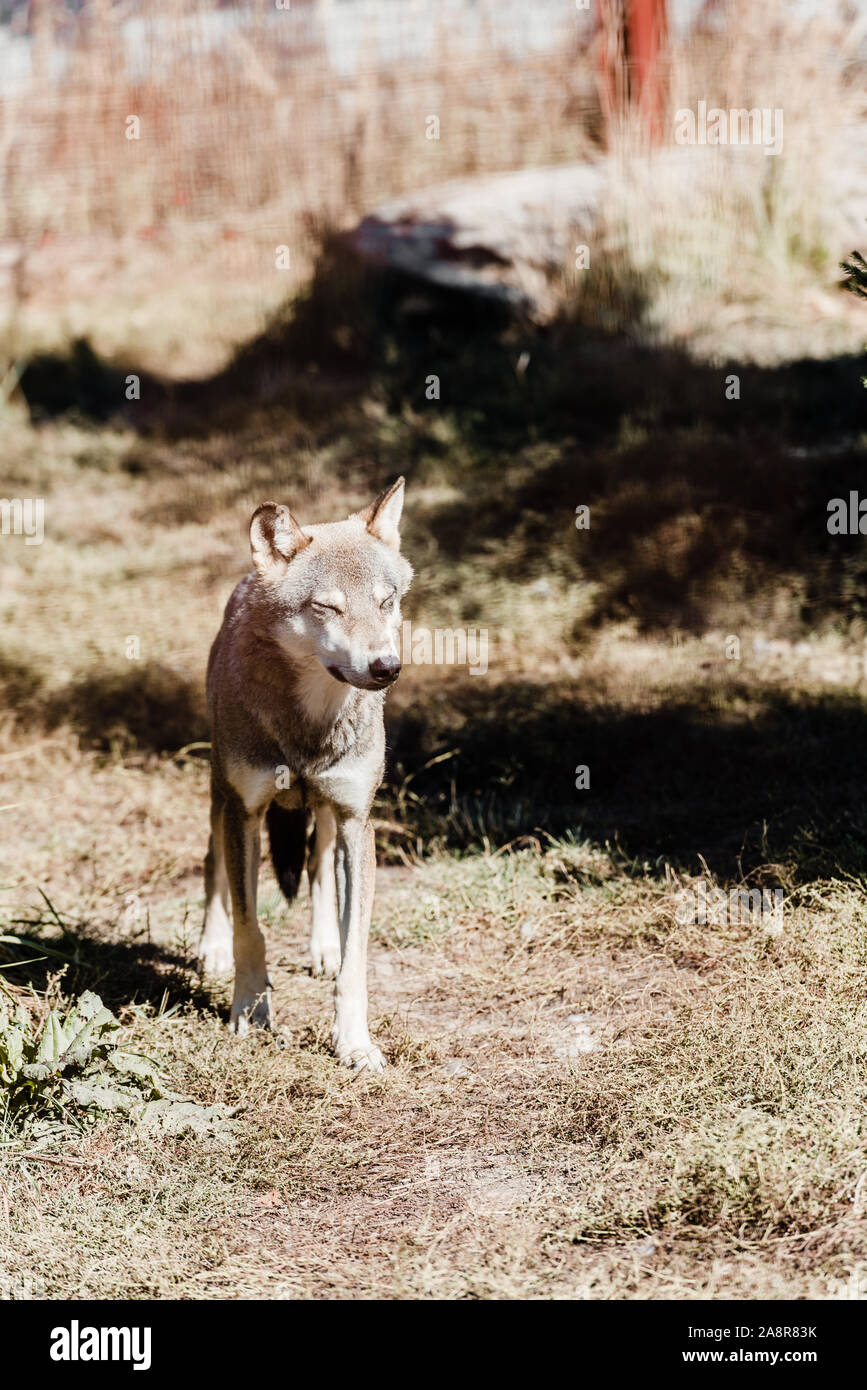 dangerous wolf walking on grass outside in zoo Stock Photo - Alamy