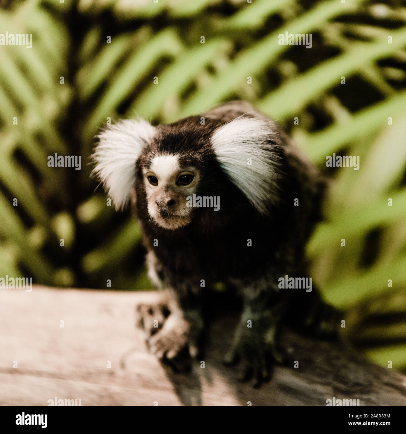 Cute marmoset hi-res stock photography and images - Alamy