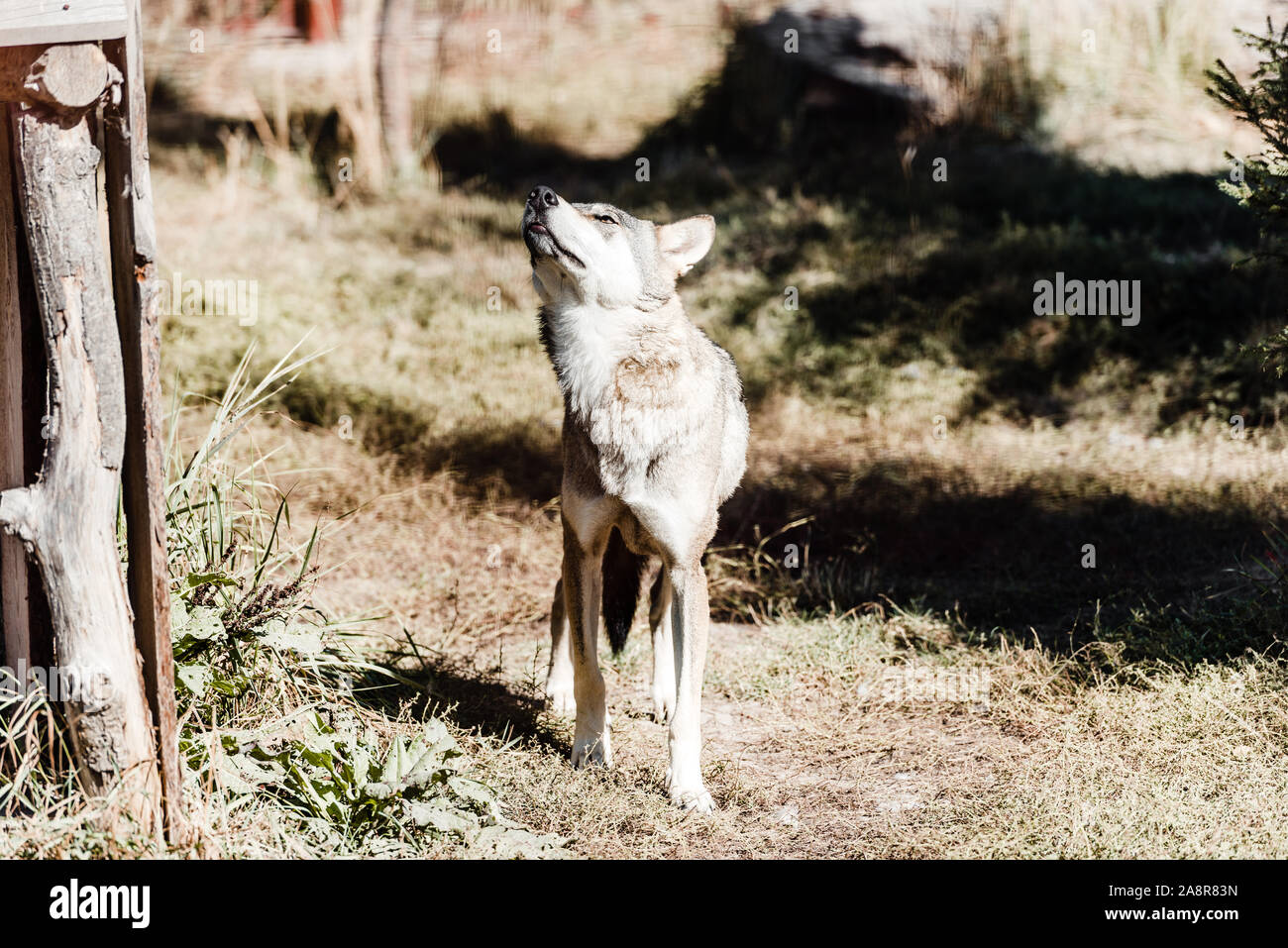 dangerous wolf walking on grass in zoo Stock Photo - Alamy