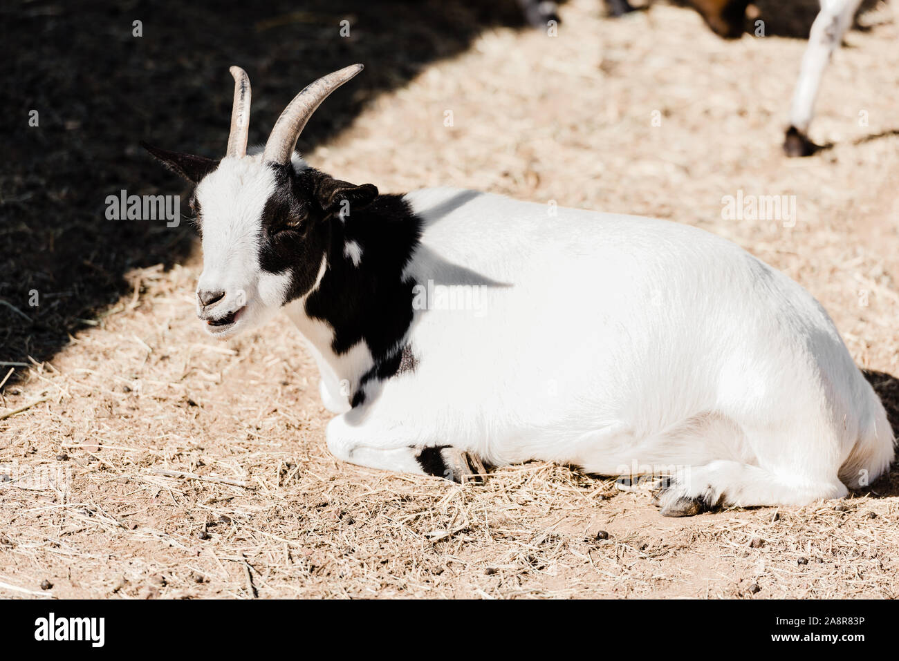 cute goat lying on hay outside Stock Photo - Alamy