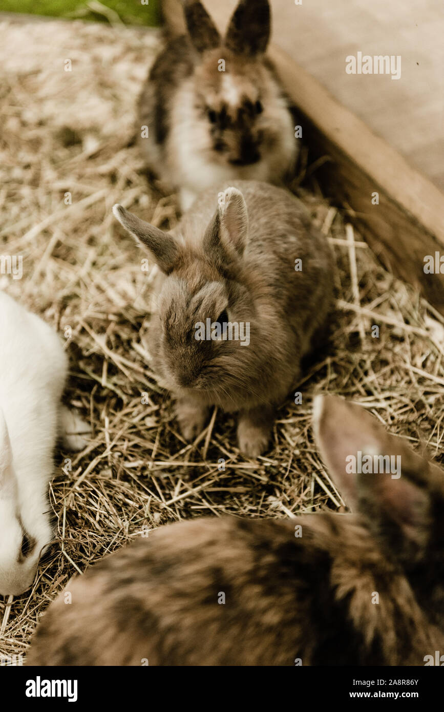 Small rabbits hi-res stock photography and images - Alamy