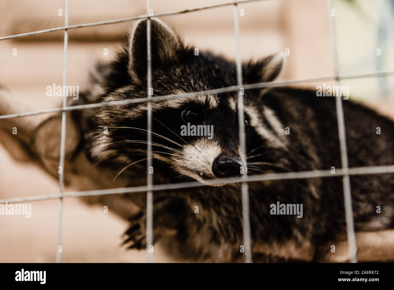 Raccoon in zoo hi-res stock photography and images - Alamy