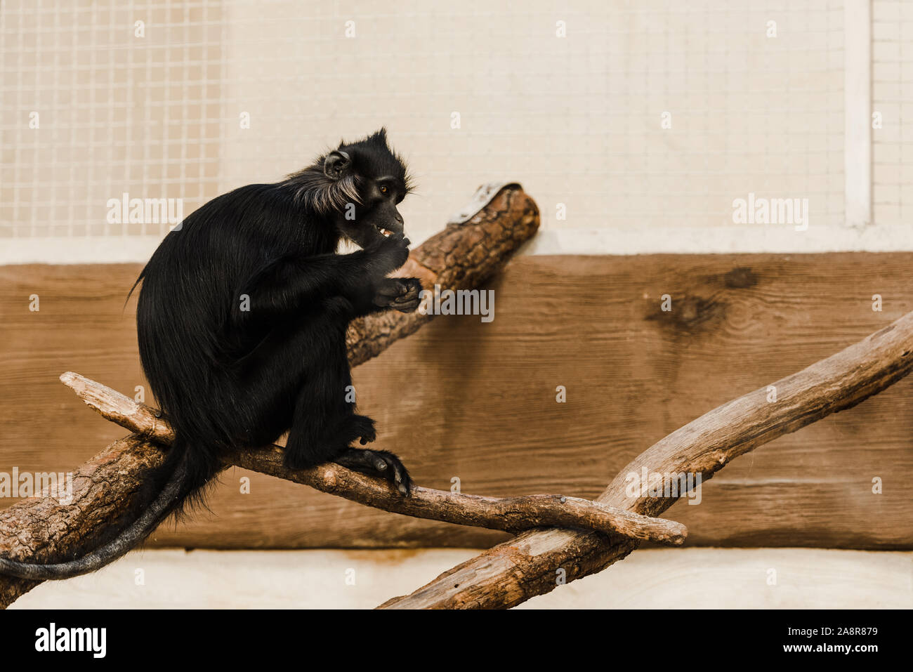 selective focus of cute black ape sitting on wooden log Stock Photo - Alamy