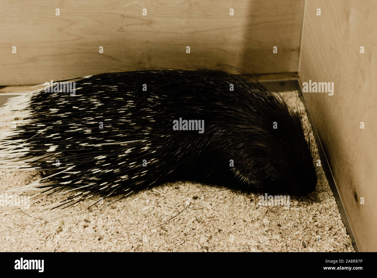 dangerous and wild porcupine sitting in zoo Stock Photo - Alamy
