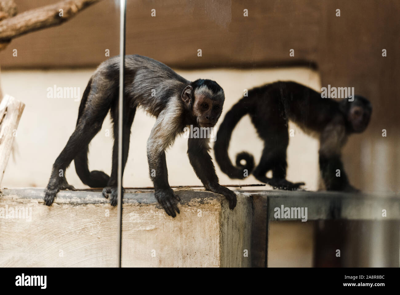 Monkeys in zoo hi-res stock photography and images - Alamy