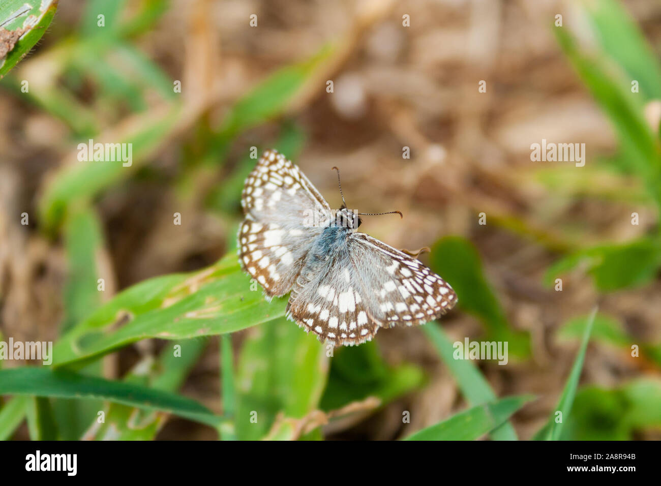 Orcus checkered skipper hi-res stock photography and images - Alamy