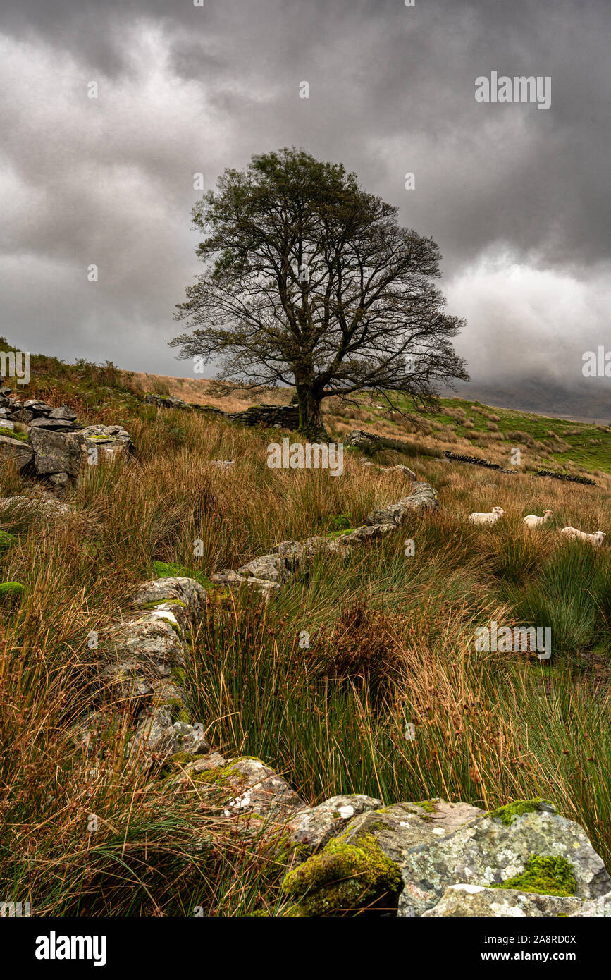 Lonely tree hi-res stock photography and images - Alamy