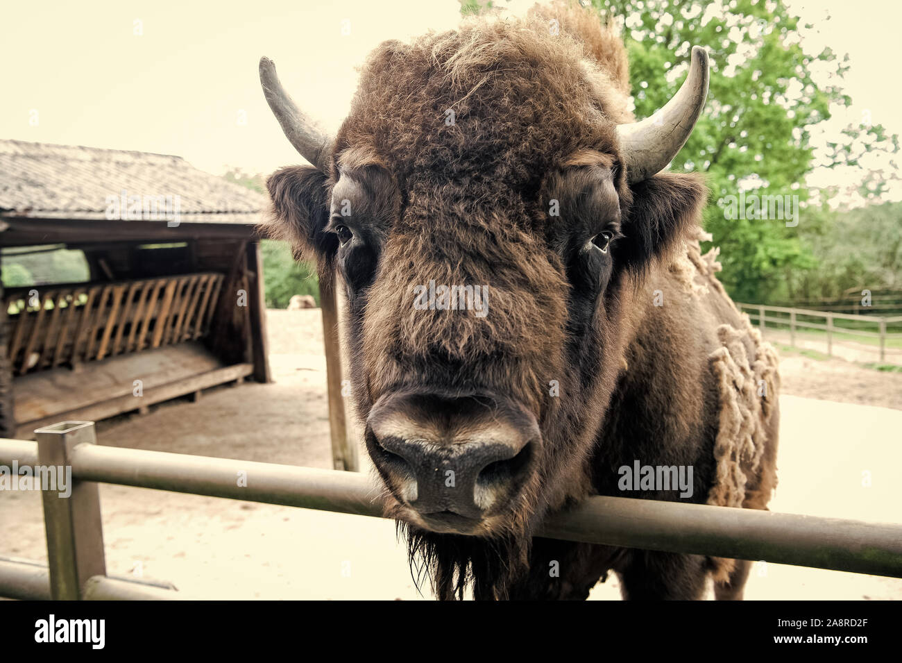 Bull bison closeup. Furry brown animal habits in summer outdoor on ...