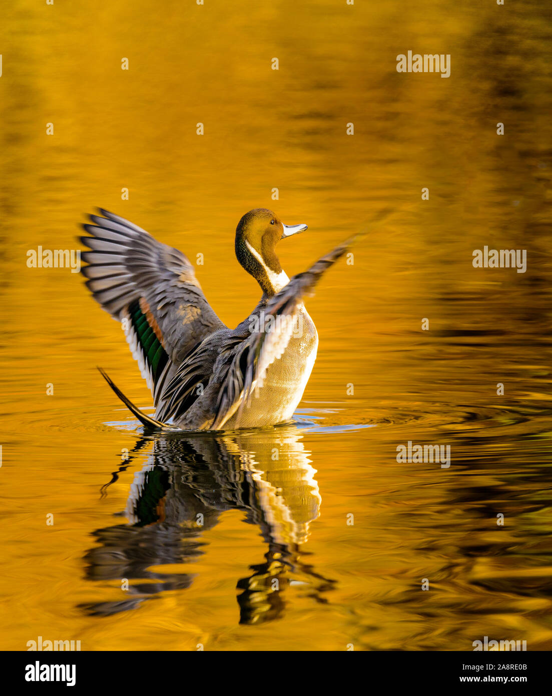 Golden duck hi-res stock photography and images - Alamy