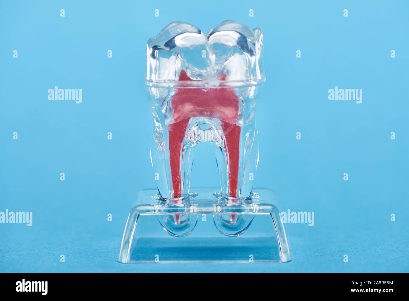 silicone tooth model with red dental root isolated on blue Stock Photo ...
