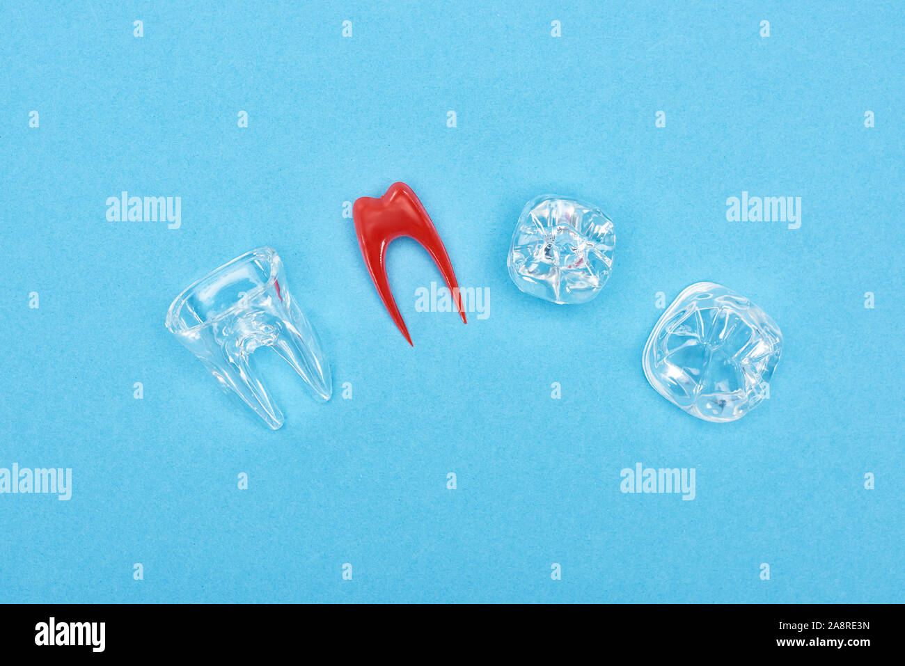 top view of silicone tooth model near red dental root and tooth ...
