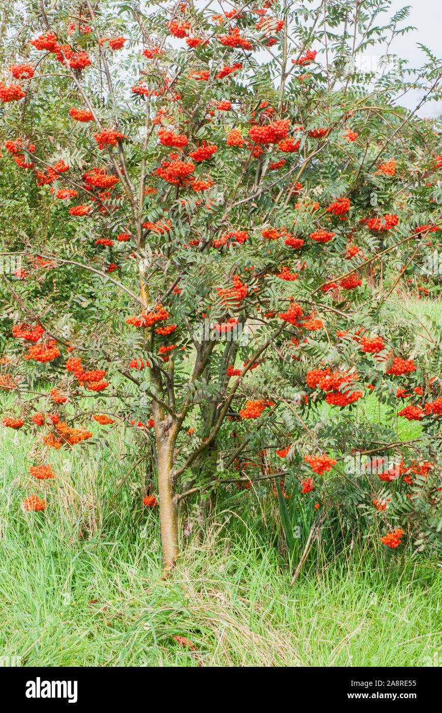Yellow ash tree hi-res stock photography and images - Alamy