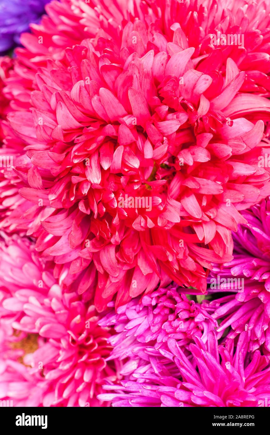 Variety gala hi-res stock photography and images - Alamy